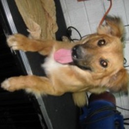 Buscafuska - OTOMI Perro Pastor aleman en adopción en Toluca, Estado de ...