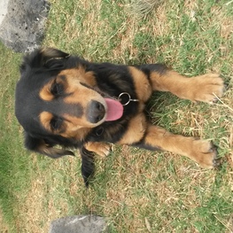 Buscafuska - Patachin Perro Mestizo/criollo en adopción en Ciudad de ...