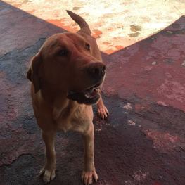 Buscafuska - Labrador Retriver Color Miel Realmente Hermoso Perro ...