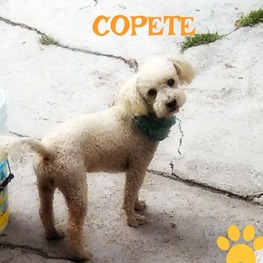 Buscafuska - COPETE Perro French poodle en adopción en (Atizapan ...