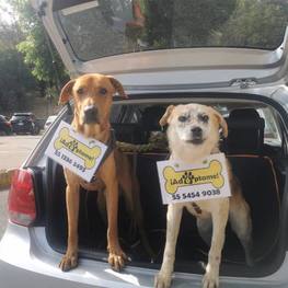 Buscafuska - Paquito Perro Mestizo/criollo en adopción en Ciudad de ...