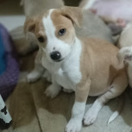 Buscafuska - Malix Perro Mestizo/criollo en adopción en Ciudad de ...