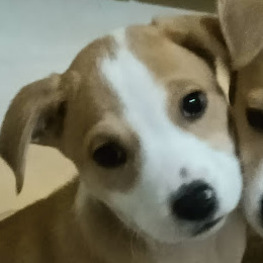 Buscafuska - Malix Perro Mestizo/criollo en adopción en Ciudad de ...