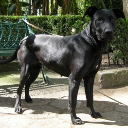 Buscafuska - Sasha Perro Labrador retriever en adopción en Ciudad de ...